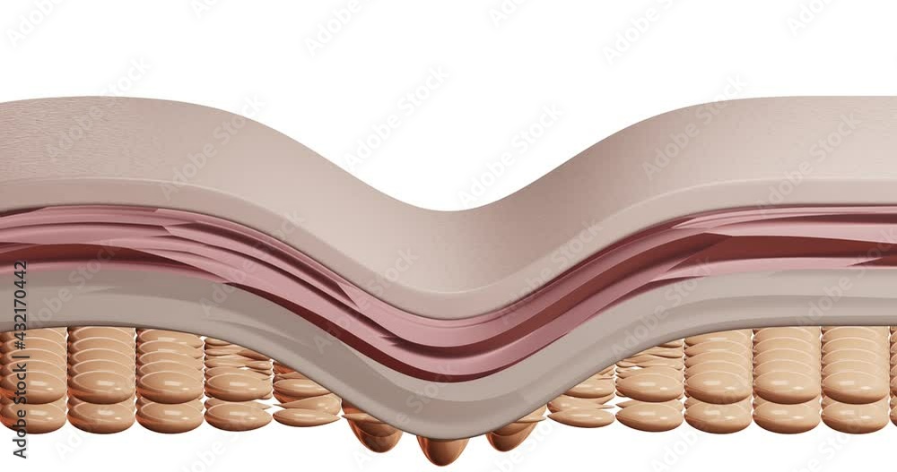 3d rendering of animation of the anatomy of skin layers, membranes ...