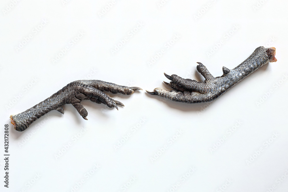 Rooster chicken bird severed feet on white background, symbolizing meat ...