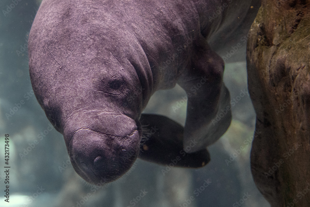 Manatee Newborn