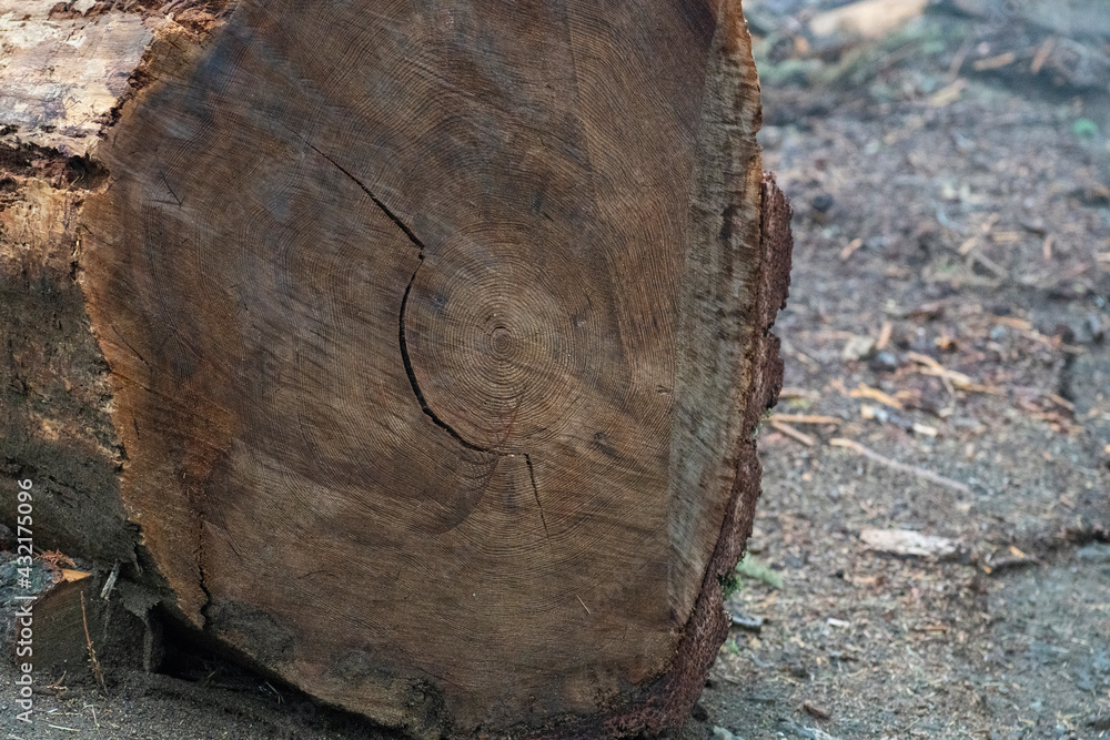 Cross - section of a log Stock Photo | Adobe Stock