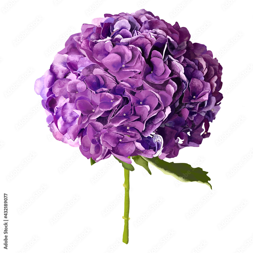Purple hydrangea flowers background for texture. Stock Illustration ...