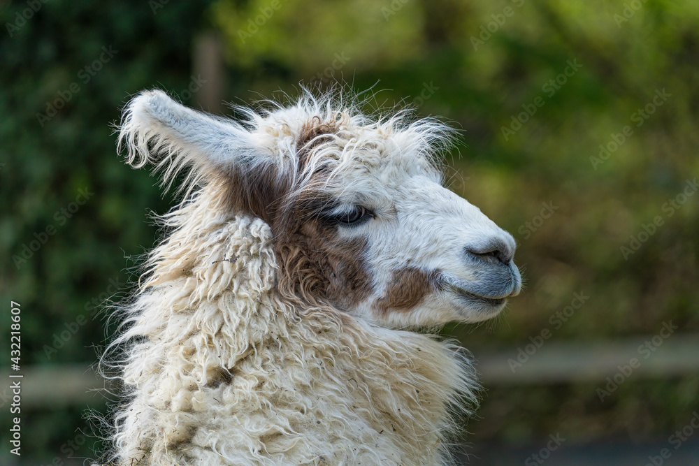 The llama -Lama glama- is a domesticated South American camelid. Here ...