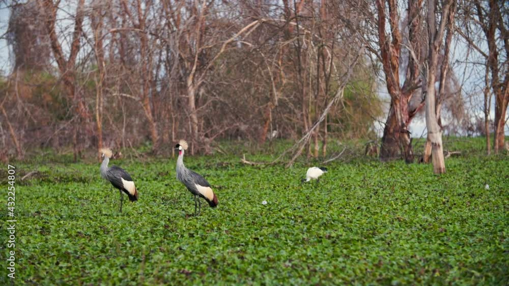 A Kenyan Crown-Crane (Balearica regulorum) is performing a mating dance ...