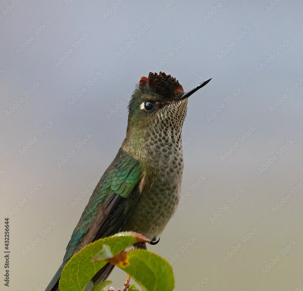 Fire Crown Hummingbird