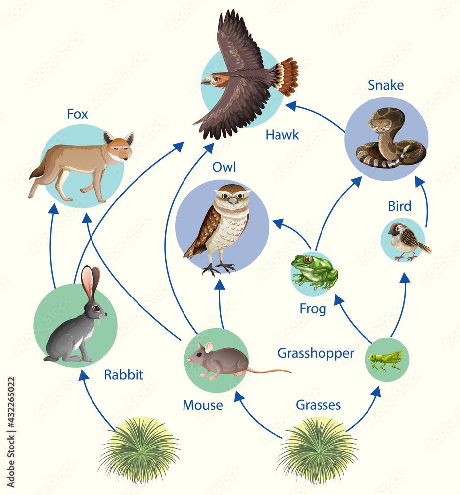 Education poster of biology for food chains diagram Stock Vector ...