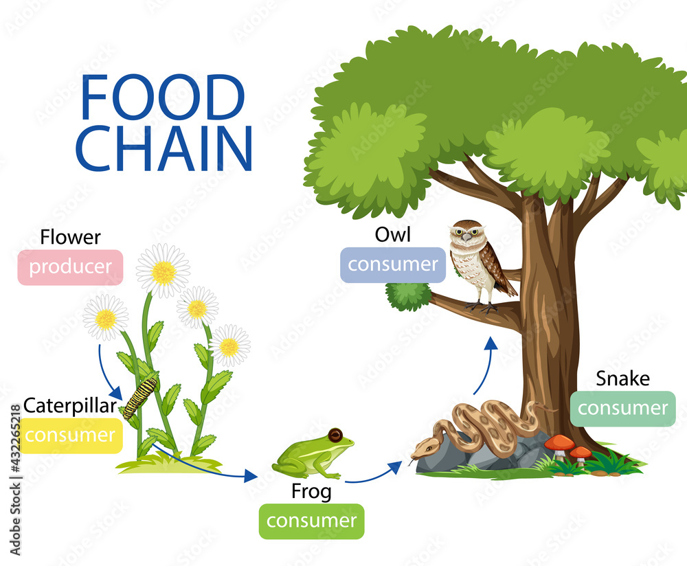 Food chain diagram concept Stock Vector | Adobe Stock