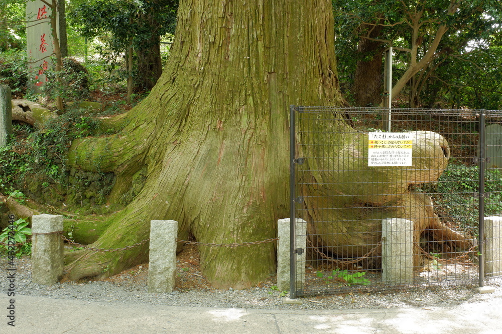 Octopus tree. Mt. Takao is a mountain with an altitude of 599m in ...