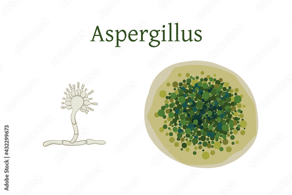 Aspergillus mold vector illustration isolated on white background ...