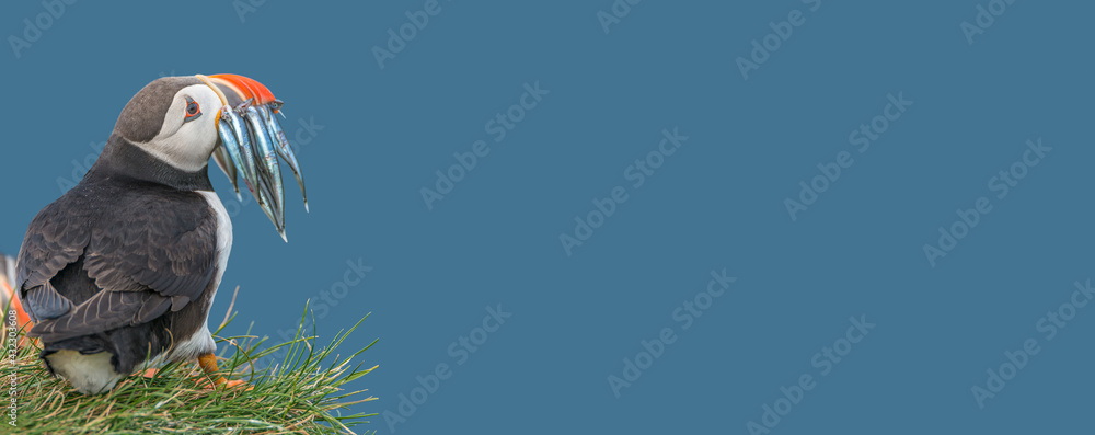 Photo & Art Print Banner with seabird North Atlantic puffin holding ...