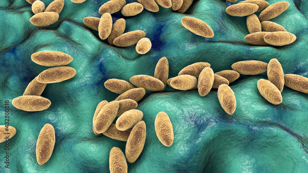 Brucella bacteria, the causative agent of brucellosis, 3D illustration ...