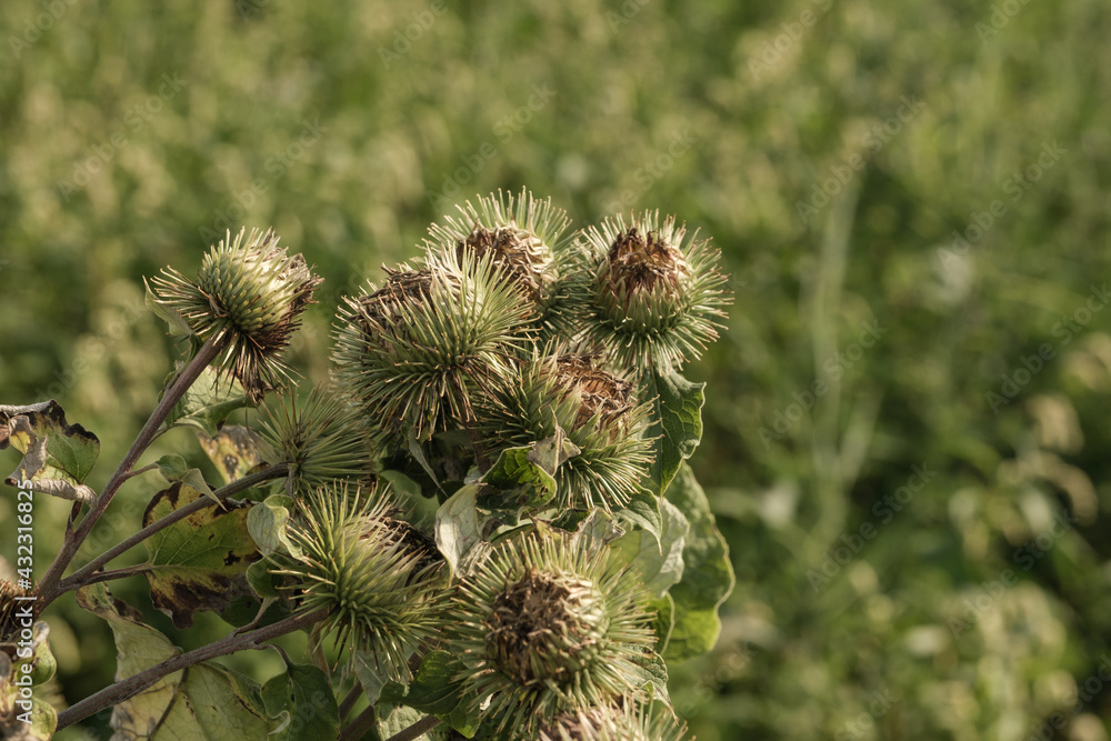 Runde, grüne noch geschlossene Disteln / Knospen von Disteln ...