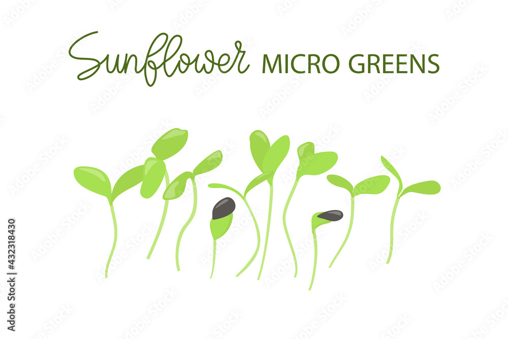 Hand drawn beetroot microgreens. Healthy food. Beet Sprouts with green ...