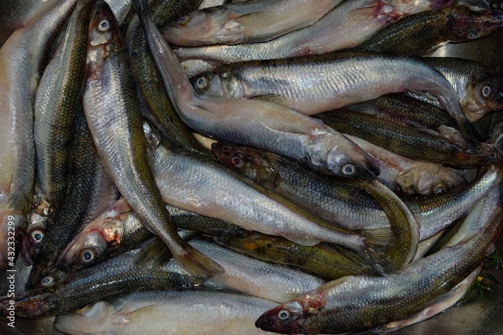 homogeneous texture background of fresh fish on the market Stock Photo ...