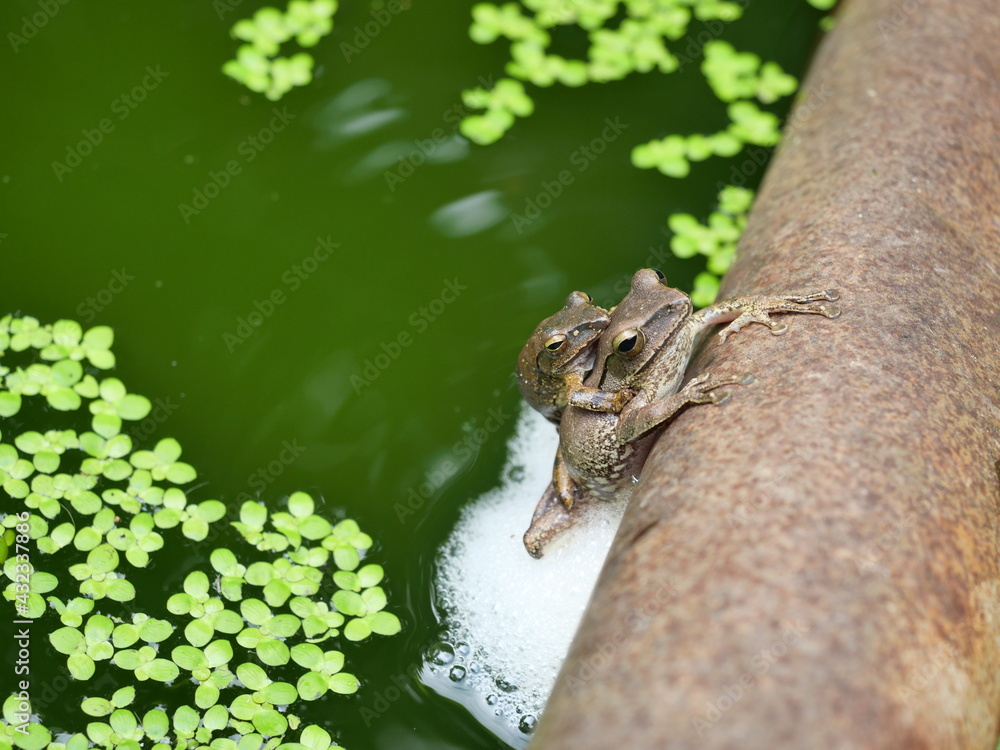 Common tree frog breeding by the male is hugged on the female back, Two ...