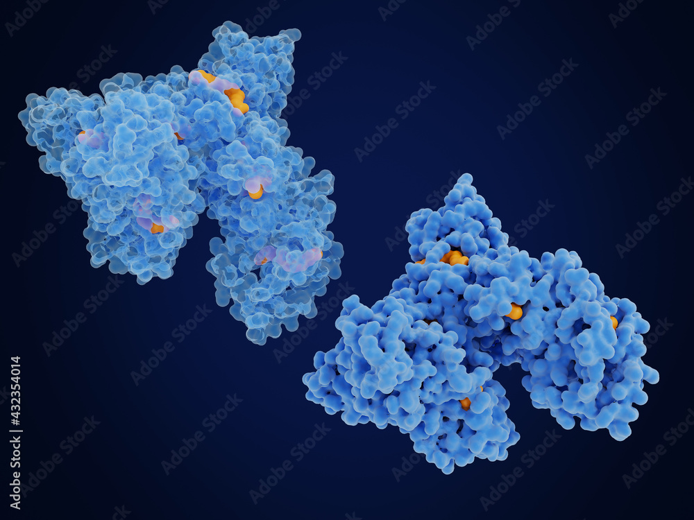 Human serum albumin molecules Stock Illustration | Adobe Stock