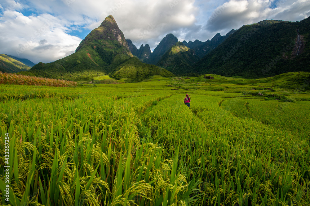 Wide view of paddy rice terraces, green agricultural fields in ...