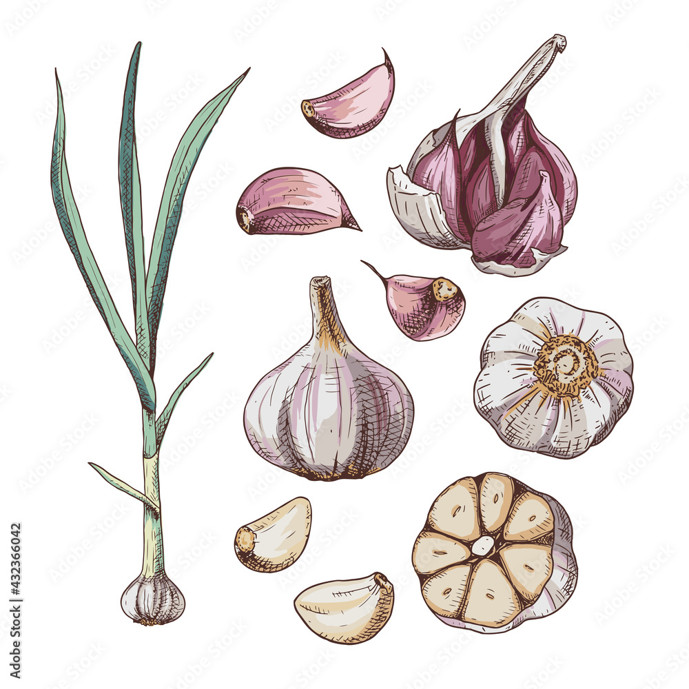 Hand drawn colorful garlic. Set sketches with cut garlic, plant and ...