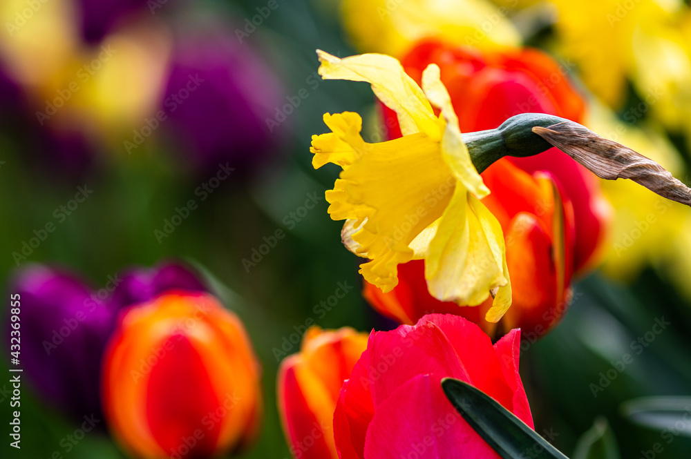 kolorowa rabata kwiatowa w ogrodzie Stock Photo | Adobe Stock