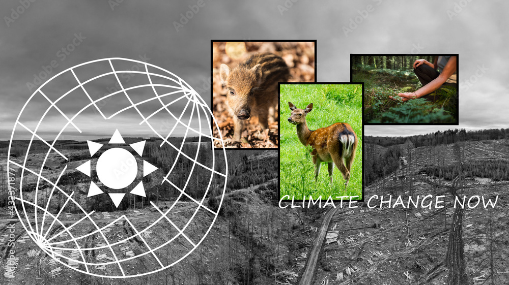 Panorama aerial view over a forest clearing with stacks of tree trunks ...