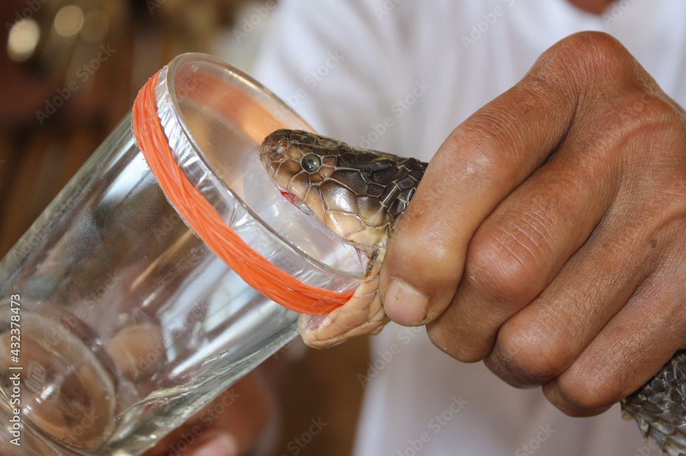 Removing the poison from a cobra Stock Photo | Adobe Stock