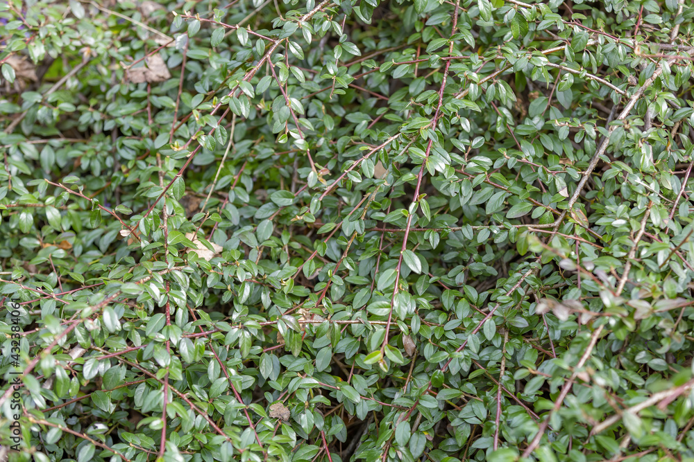 Bright green bush with beautiful lush leaves grows in a spring park ...