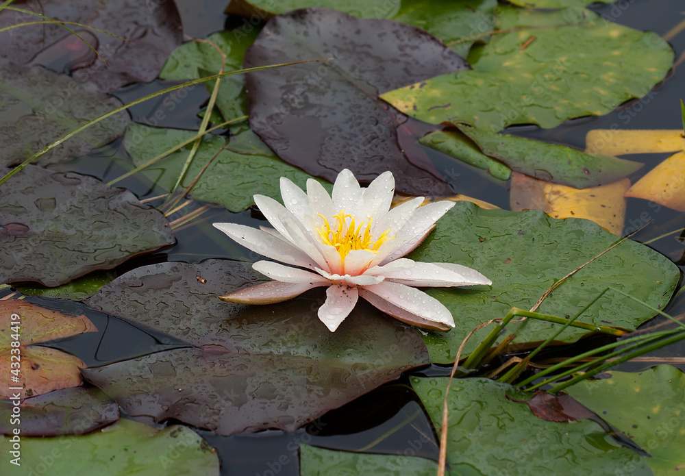 Pond, covered with Water Lily and floating green lily pads Stock Photo ...