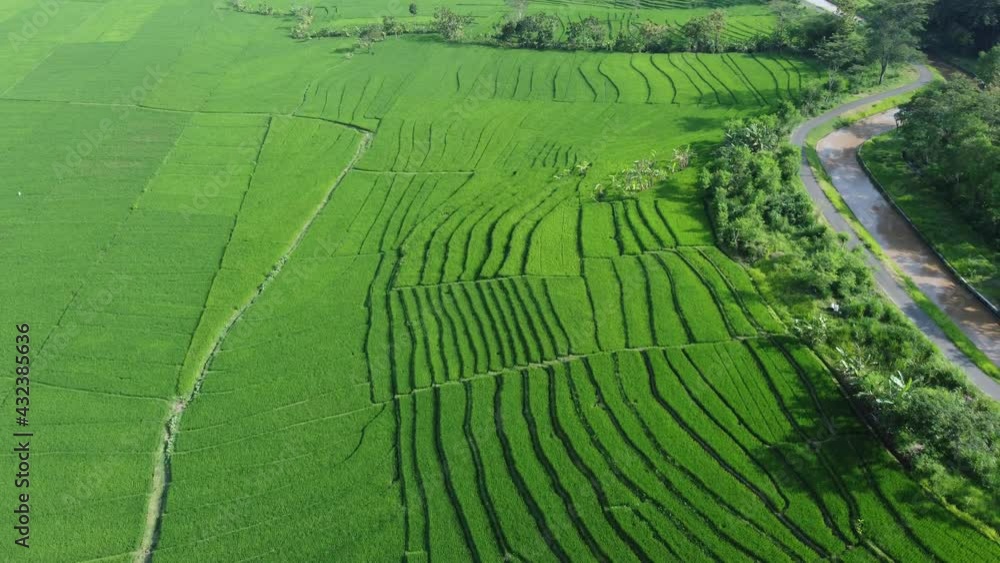 Aerial view of rice terraces. Landscape from drone. Agricultural ...