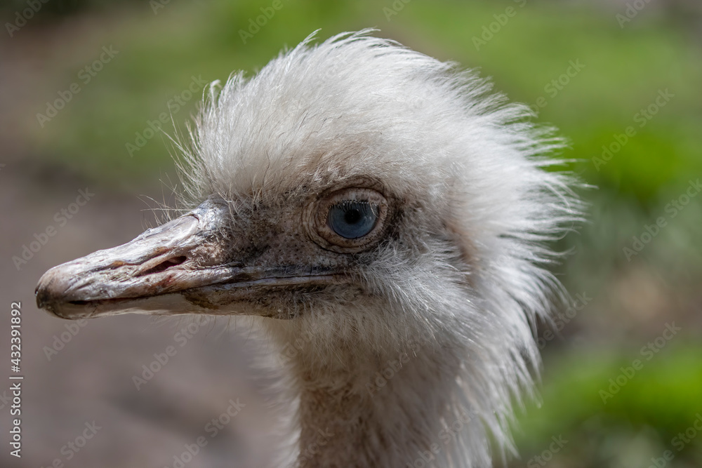 Head the greater or American rhea (Rhea americana), native to south ...