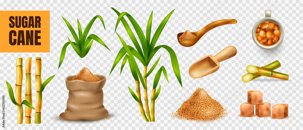 Sugar Cane Transparent Set Stock Vector | Adobe Stock