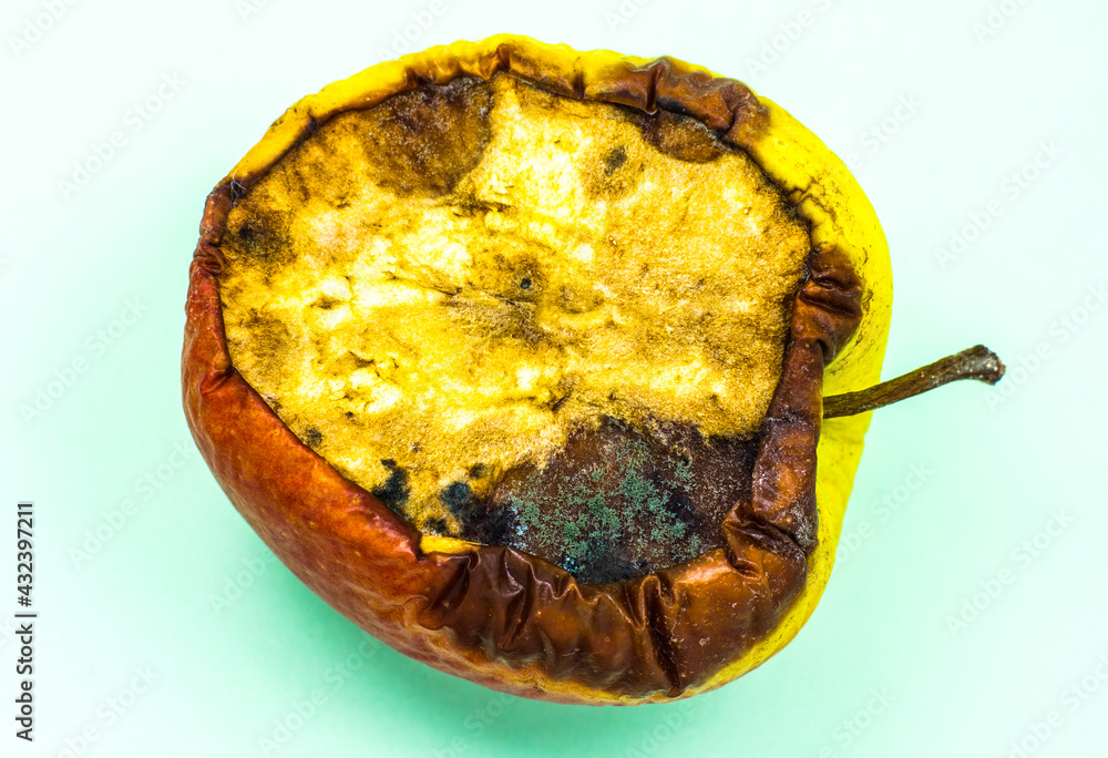 Rotten and Moldy apple fruit. Bad conditions of preservation. Close up ...