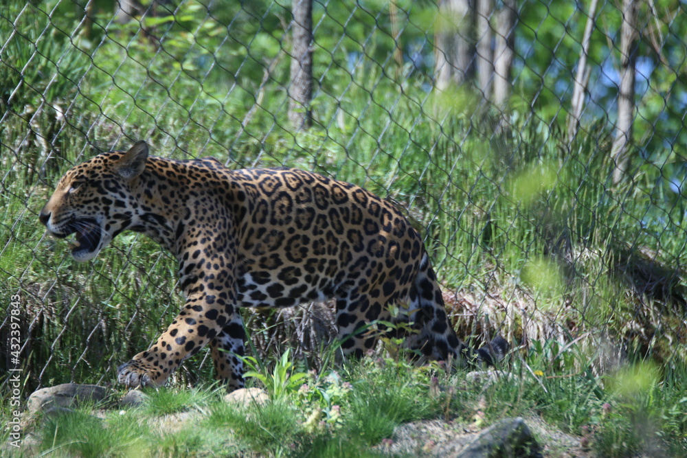 leopard pacing shows the powerful strength of the spotted animal in ...