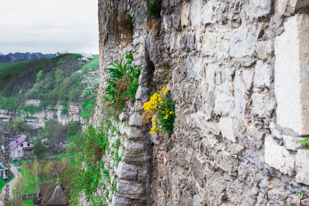 Foto de Purple flowers growing near the historic stone wall of the old ...