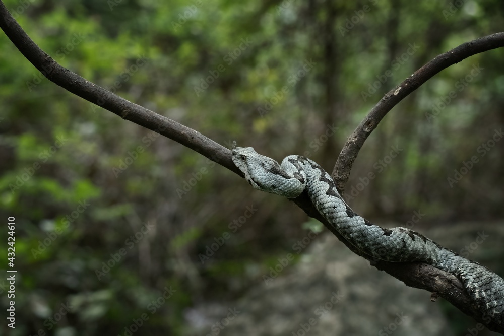 Horned viper at Paklenica National park, Croatia. Photo of dangerous ...