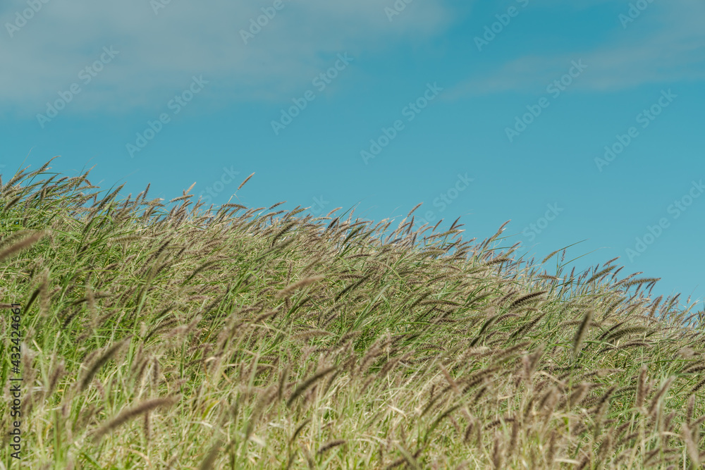 African foxtail grass at Kaiwi Shoreline Trail Kaloko Beach, East ...