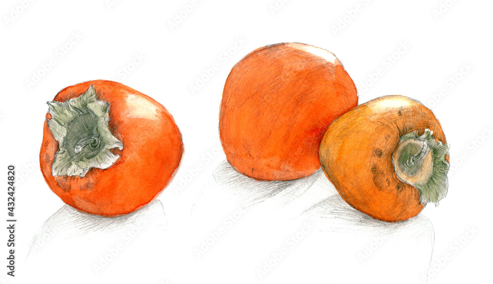 watercolor drawing of persimmons for decorative design. Watercolor ...