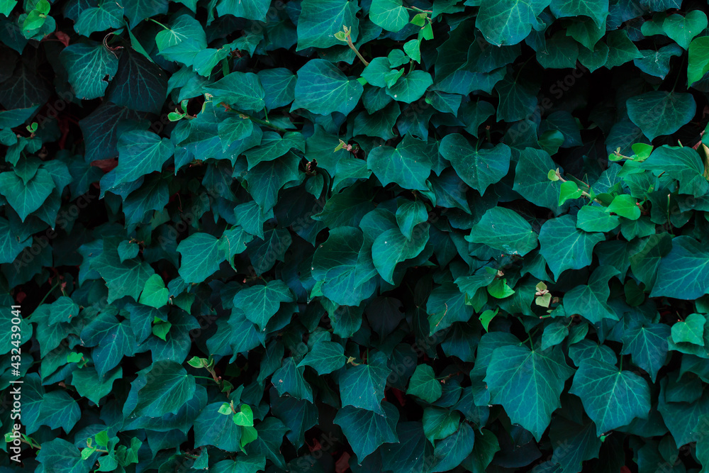 Green background from fresh green ivy. Year-round green plants. Weaving ...