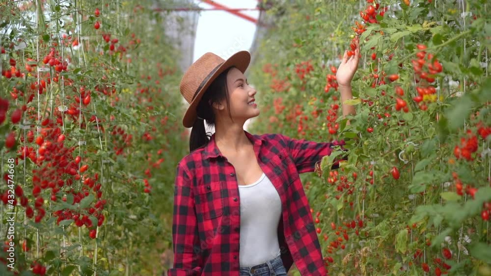 Young Asian woman farmer walking and working in organic cherry tomato ...