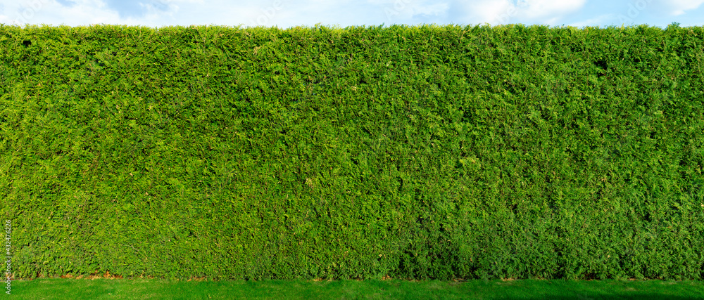Thuja tree fence. Smooth high living fence. Thuja background for a ...