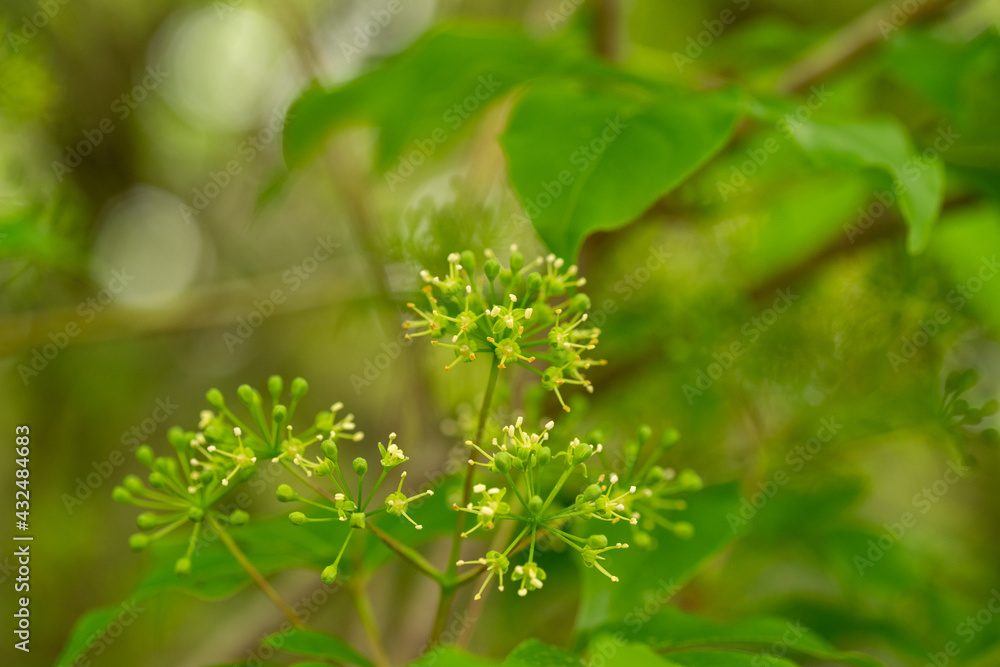 Young shoots of Gamblea innovans in Japan in early summer Stock Photo ...