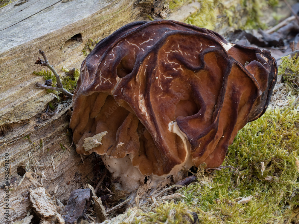 Gyromitra gigas, commonly known as the snow morel, snow false morel ...