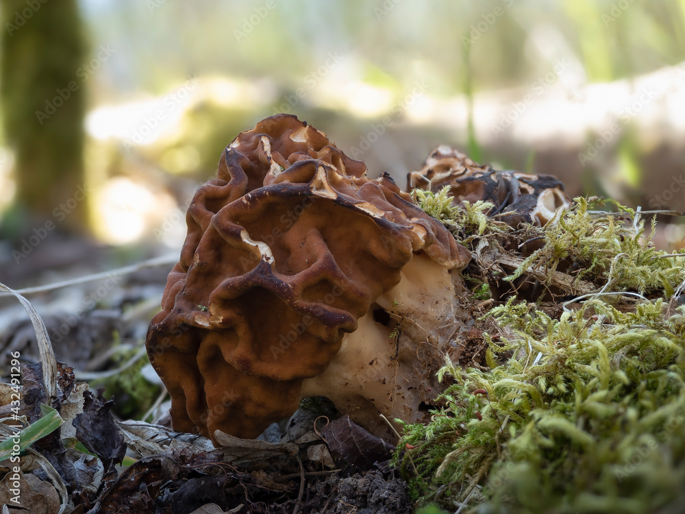 Gyromitra gigas, commonly known as the snow morel, snow false morel ...