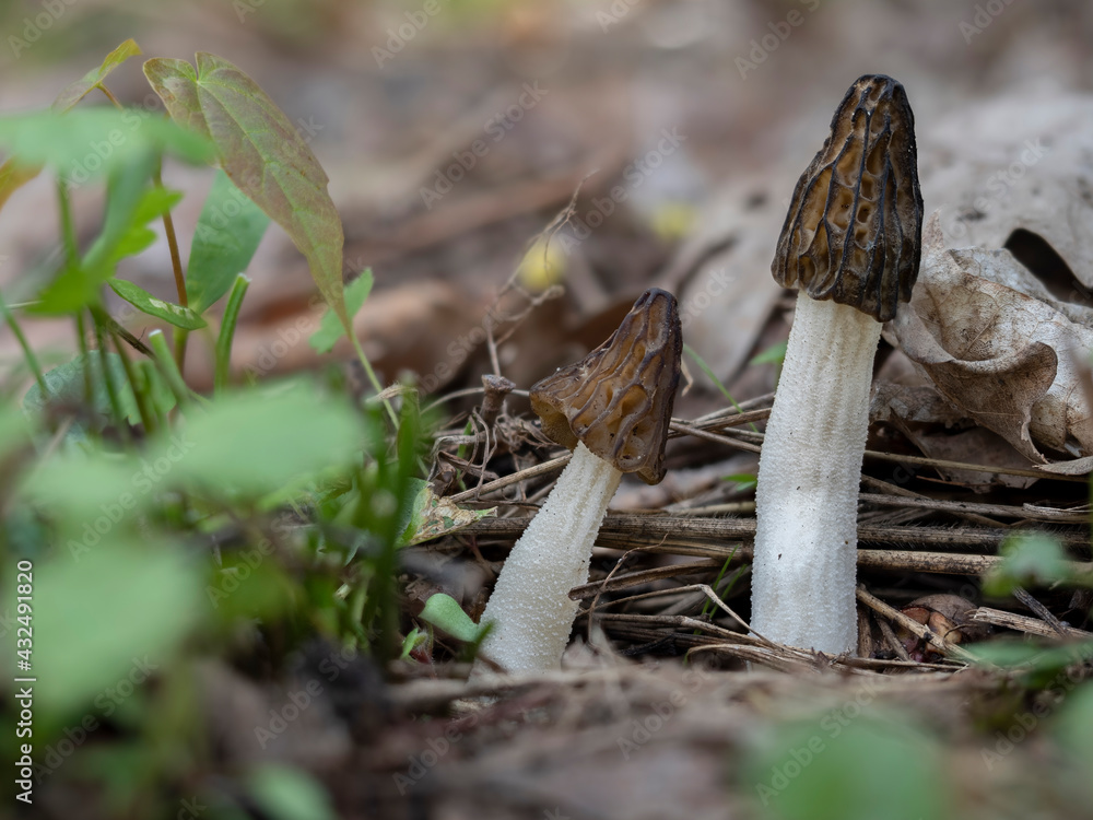 Morchella semilibera, commonly called the half-free morel, is an edible ...
