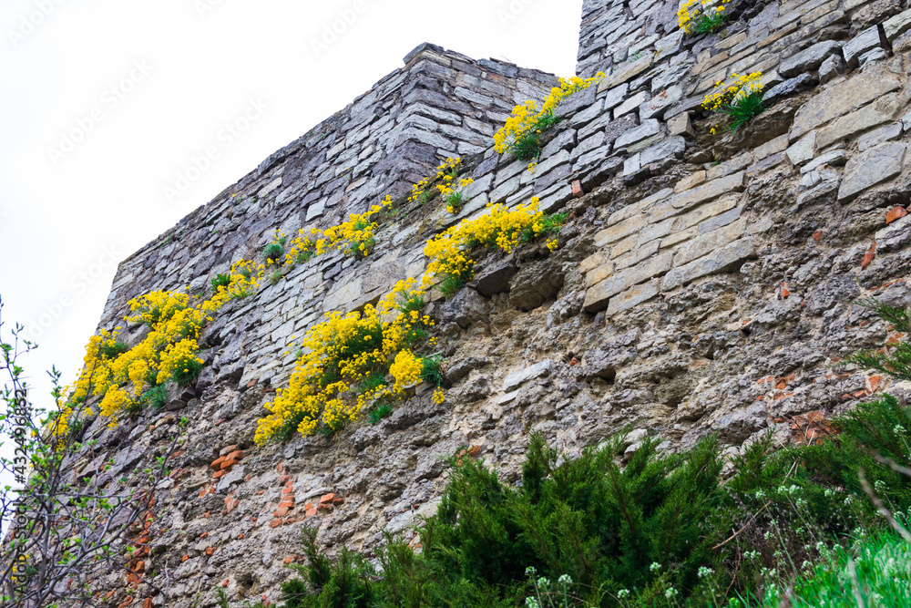 Foto de Purple flowers growing near the historic stone wall of the old ...