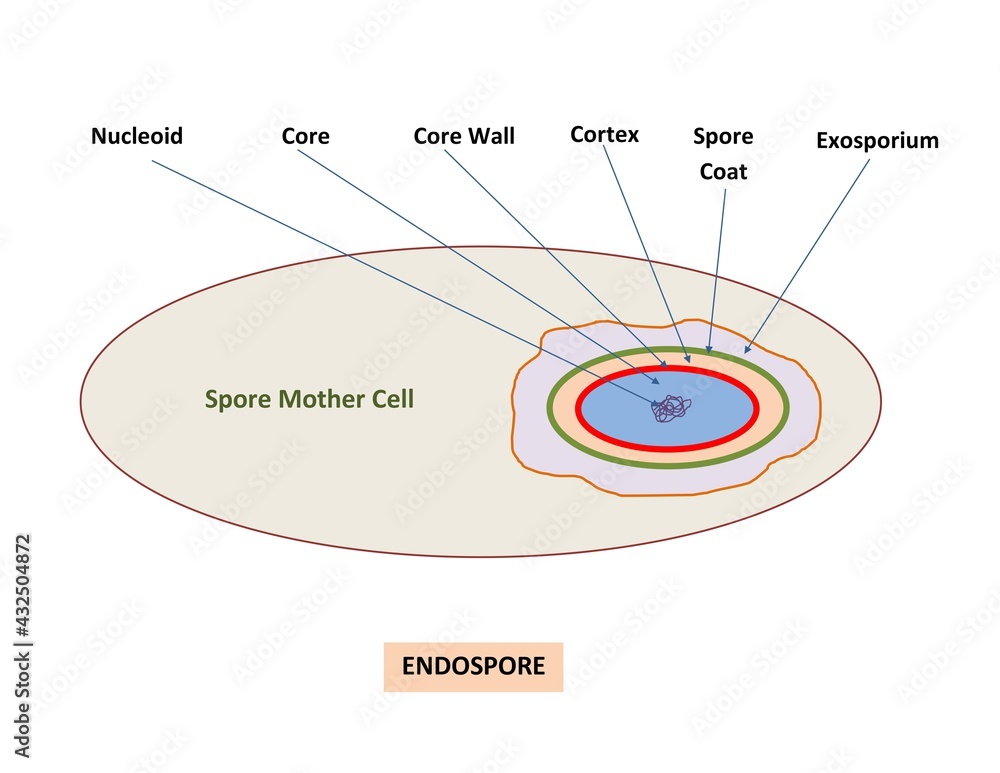 DIAGRAM SHOWING PARTS OF BACTERIAL ENDOSPORE Stock Illustration | Adobe ...