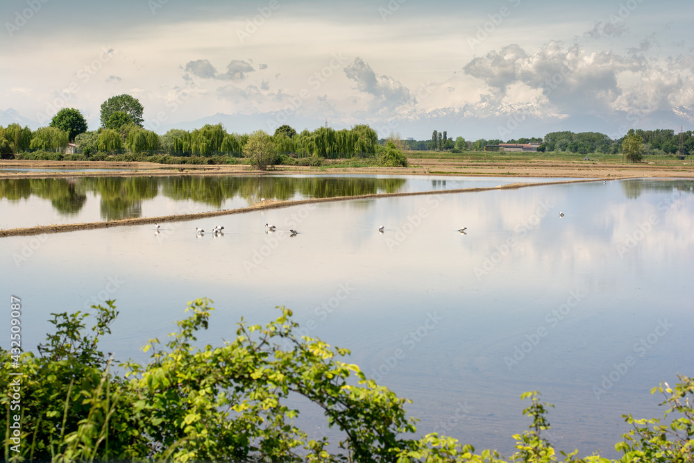Lago acqua paesaggio lacustre con uccelli d'acqua per la coltivazione ...