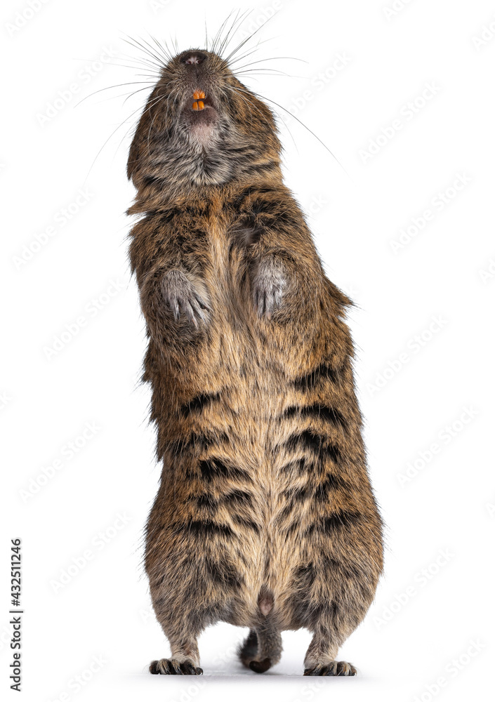 Young Degu rodent aka Octodon degus, standing fully stretched on hind ...