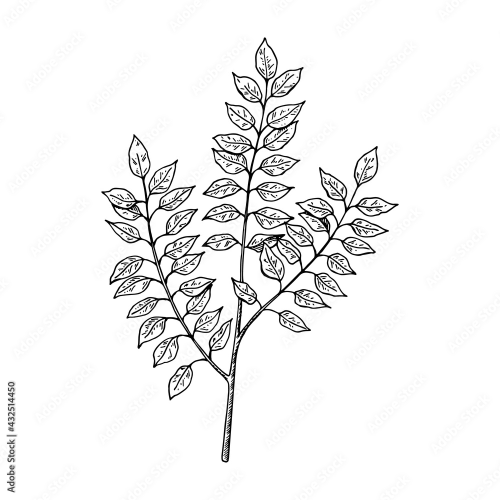Hand drawn branch with leaves isolated on white. Vector illustration in ...