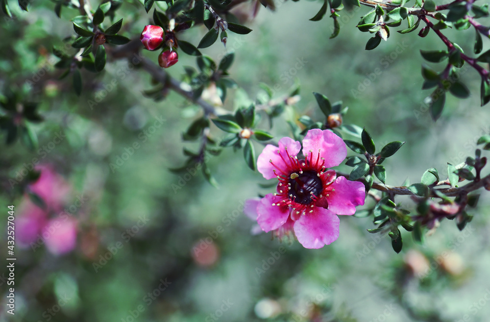 Beautiful Australian native pink tea tree flower, Leptospermum ...