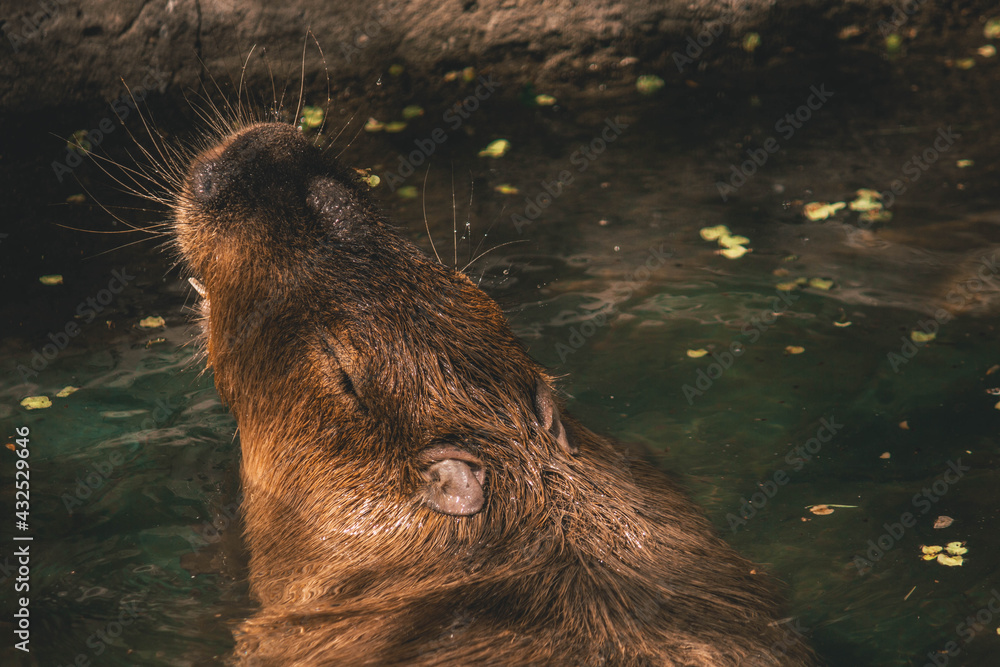 capybara swims in the water, captured animals Stock Photo | Adobe Stock