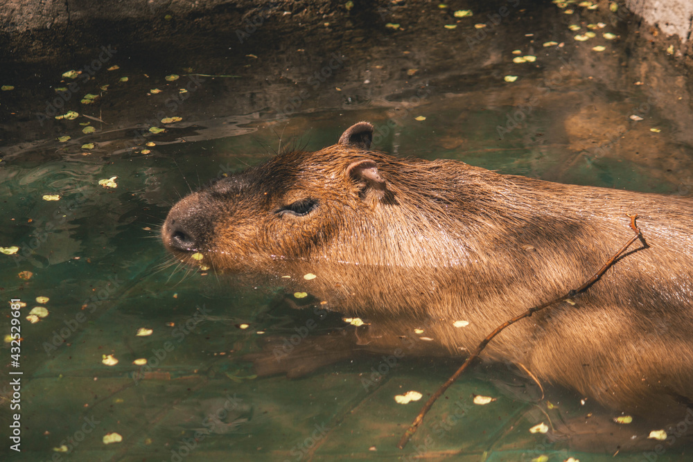 capybara swims in the water, captured animals Stock Photo | Adobe Stock